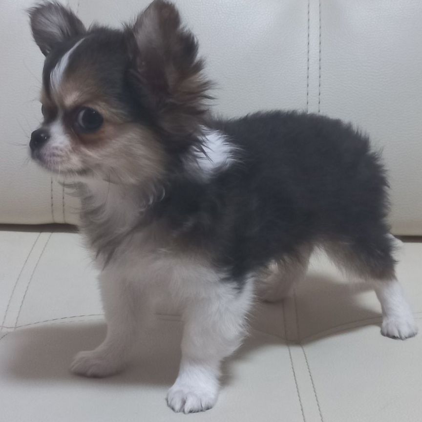 Чихуахуа, щенок