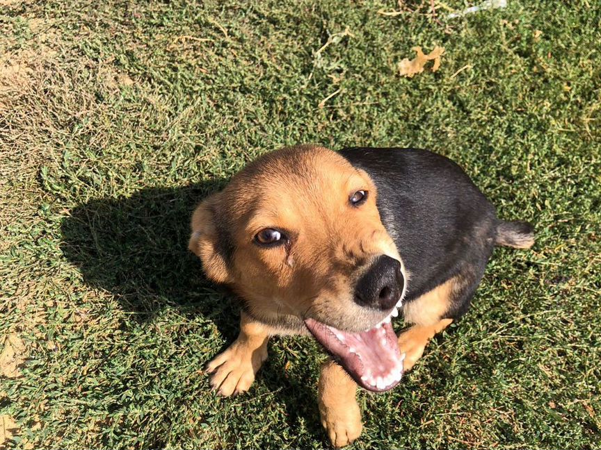 Щенки в добрые руки