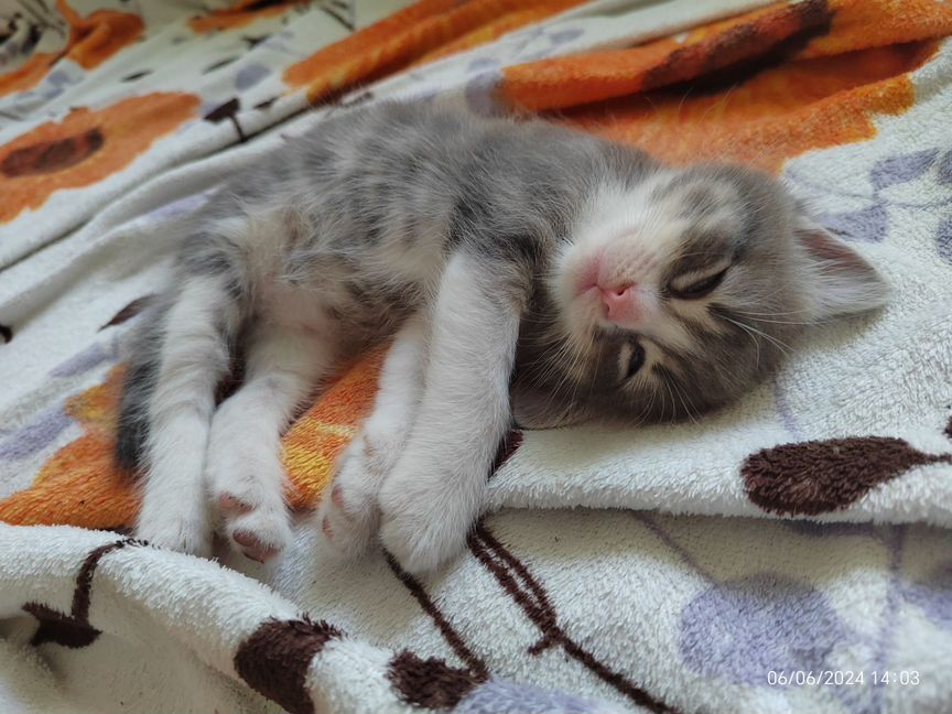 Кошка