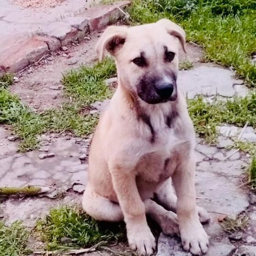 Щенок в добрые руки