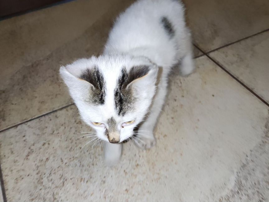 Котик 3 мес