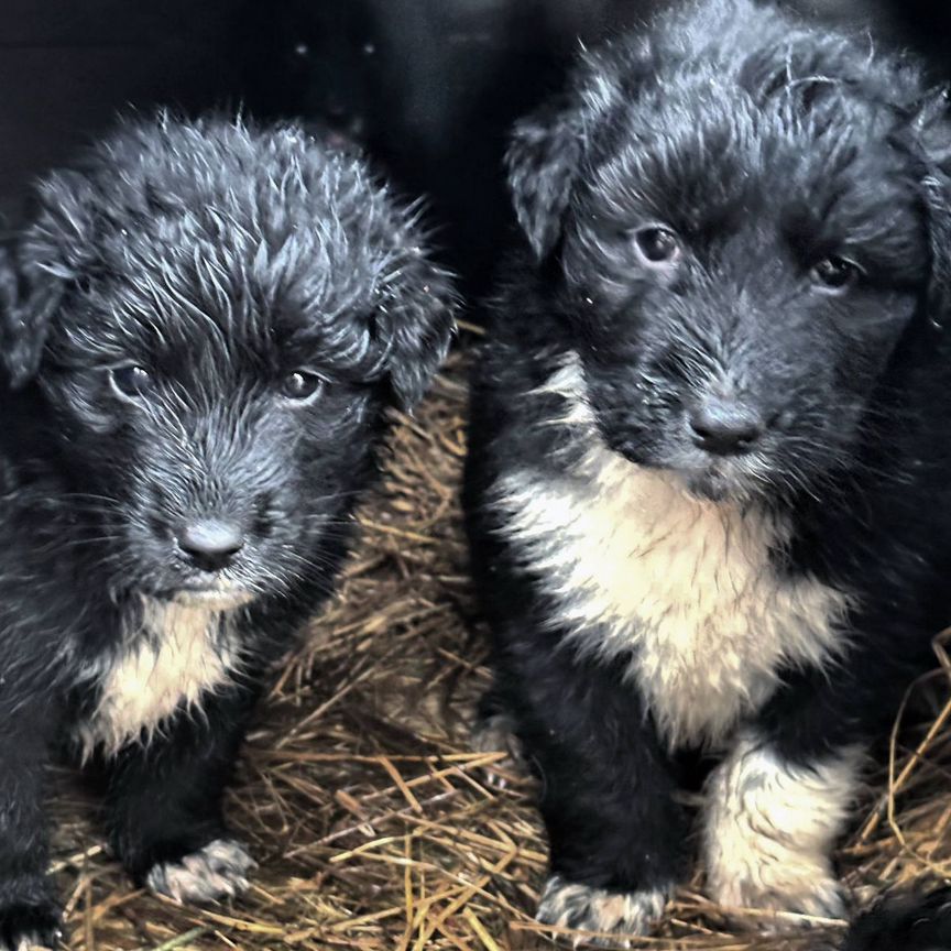 Тувинская овчарка, щенок