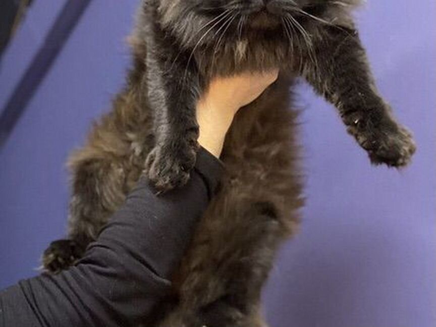 Метис персидского кота ищет дом