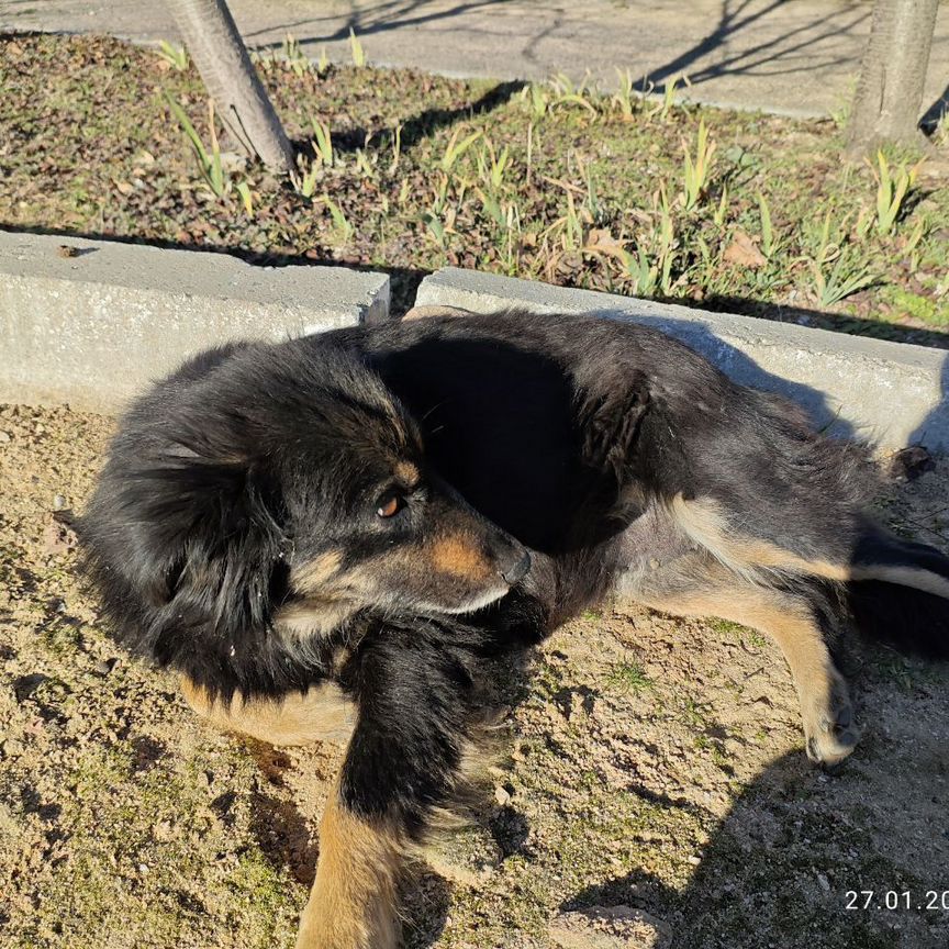 Отдам в добрые руки