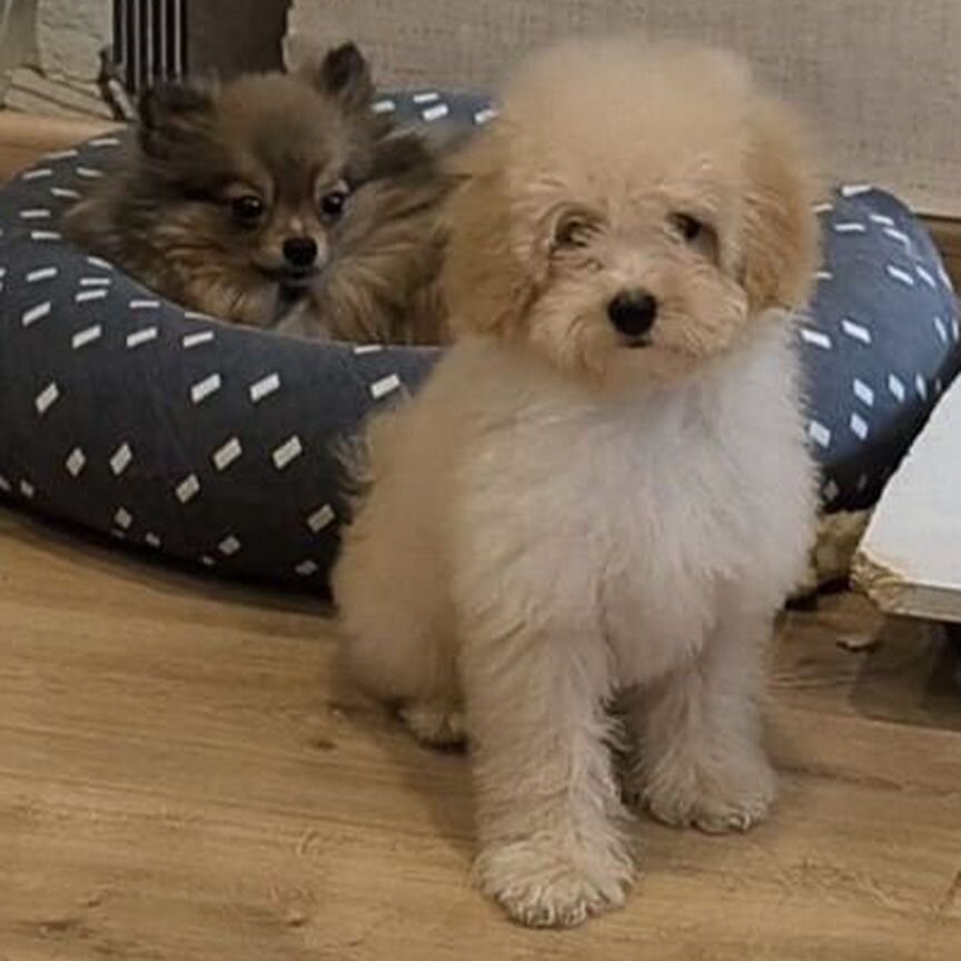 Той-пудель, щенок