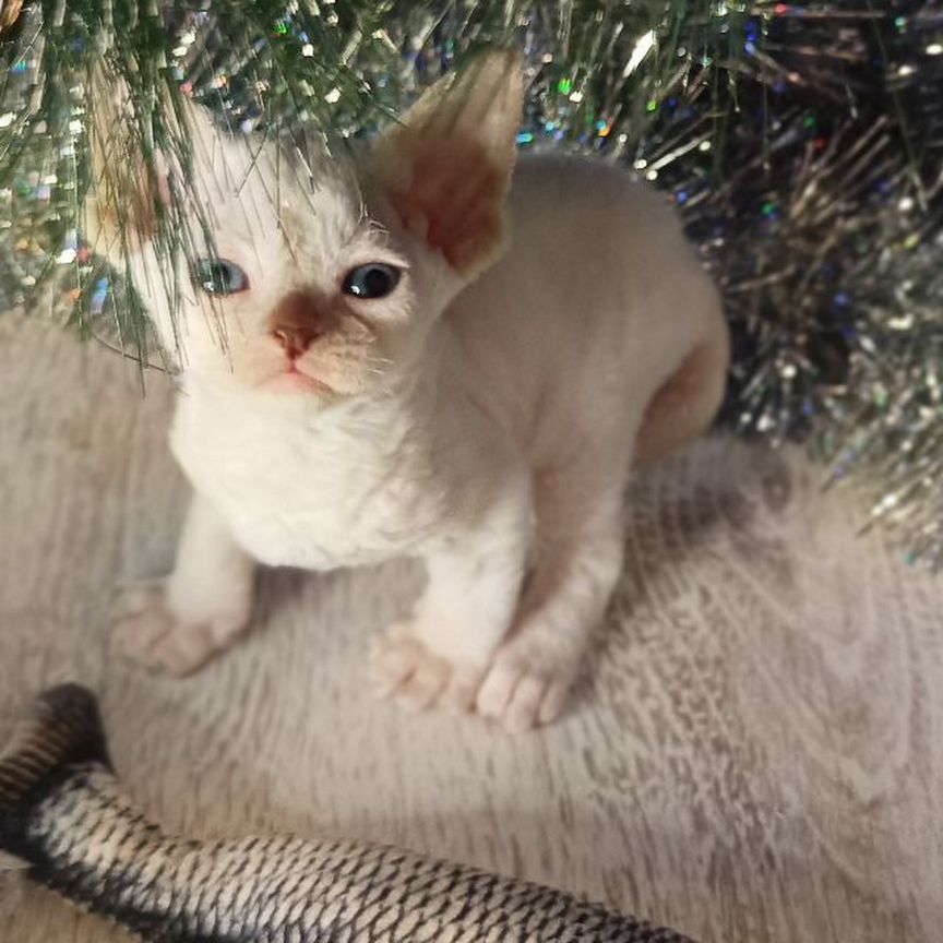 Котята Девонята