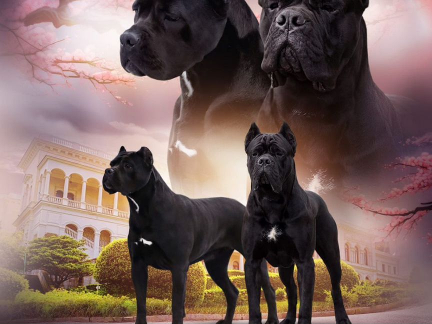 Щенки кане Корсо