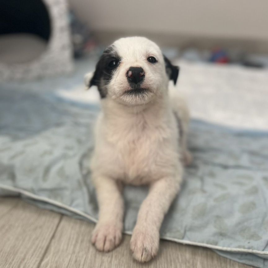 Щенок в добрые руки