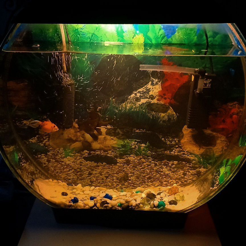 Аквариум бу с рыбками