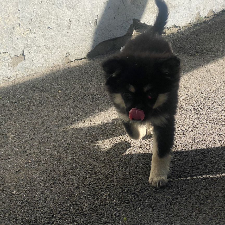 Щенок дворняжки