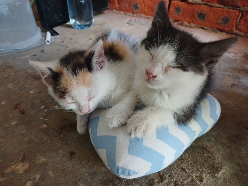 Котята в добрые руки