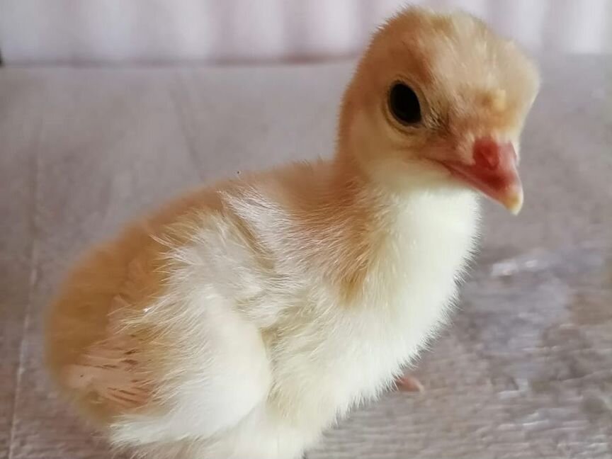 Индюшата суточные, порода Белая широкогрудая, выво