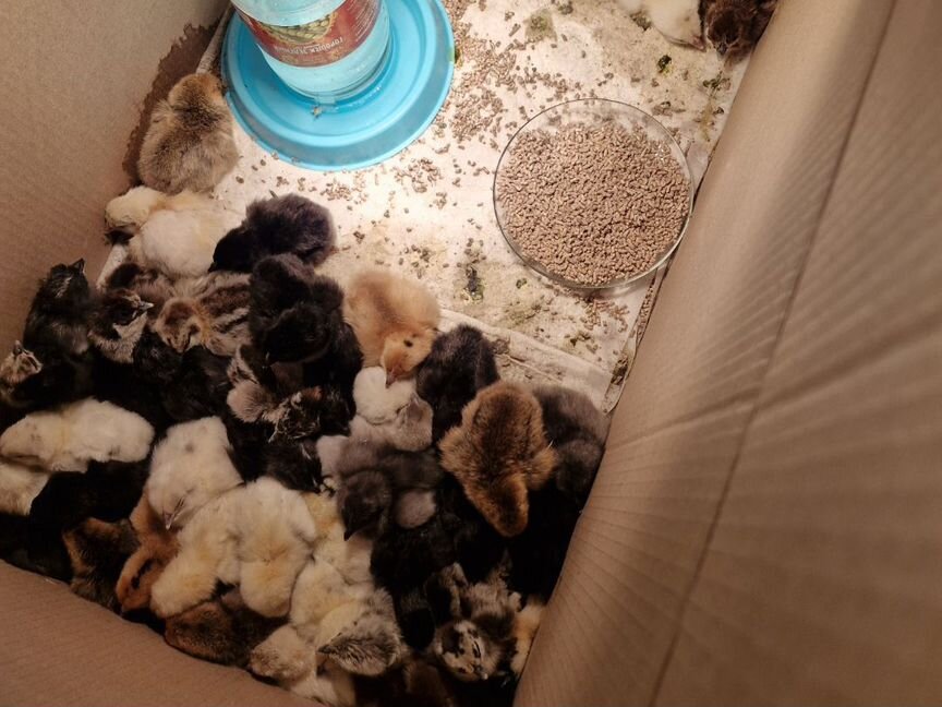 Птенцы кур разных пород