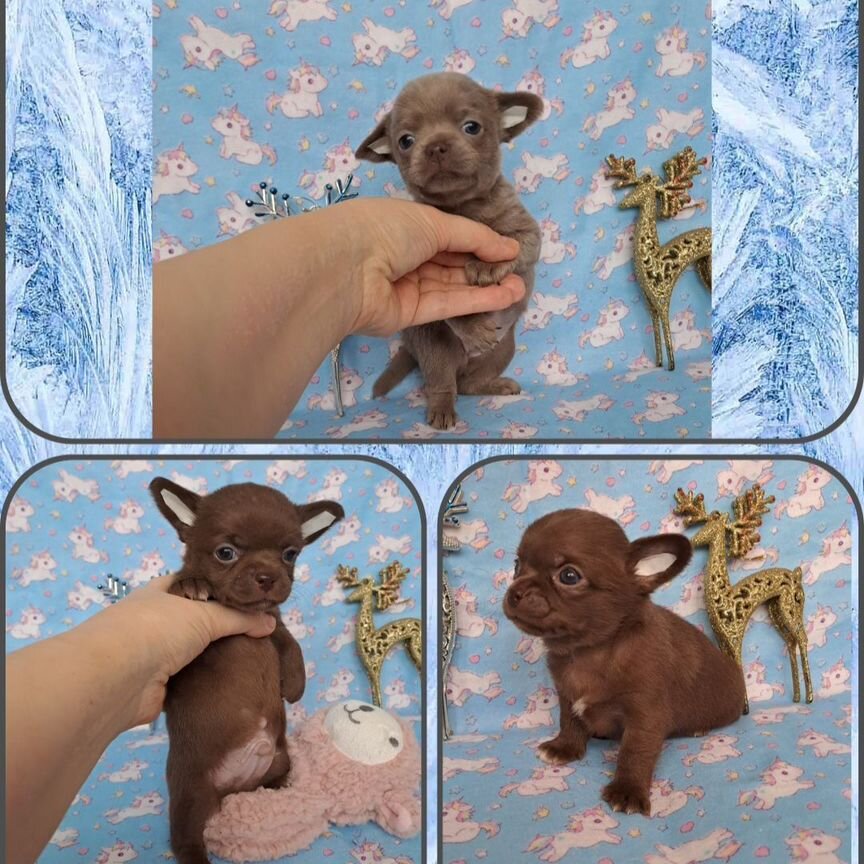 Щенки чихуахуа РКФ