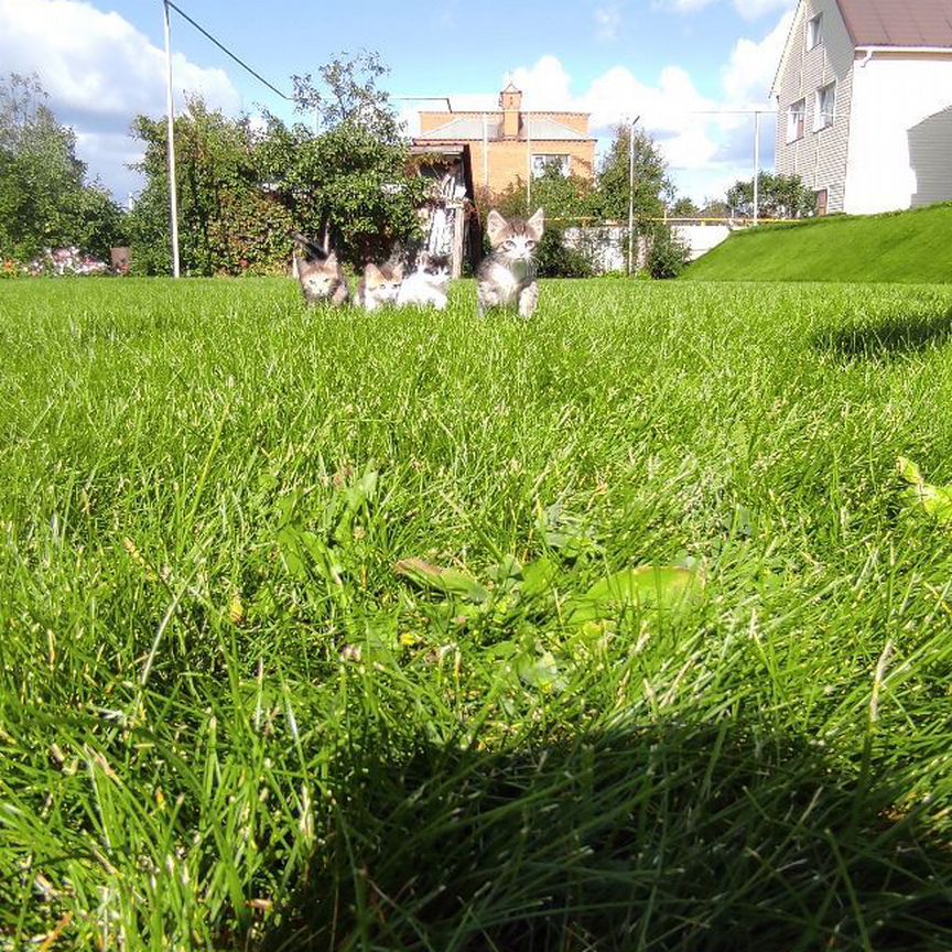 Отдам бесплатно