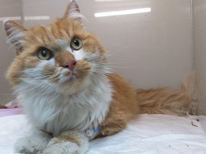 Самый милый котик