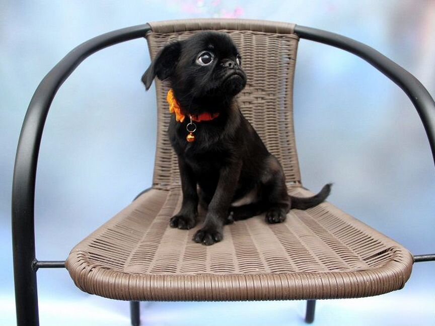 Чудесные щенки пти-брабансоны