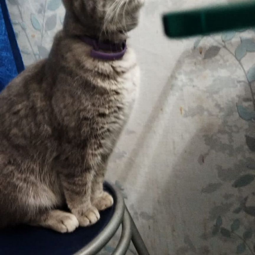 Потеряшка Кошечка