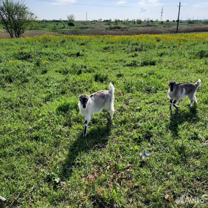 Козочка ламанча