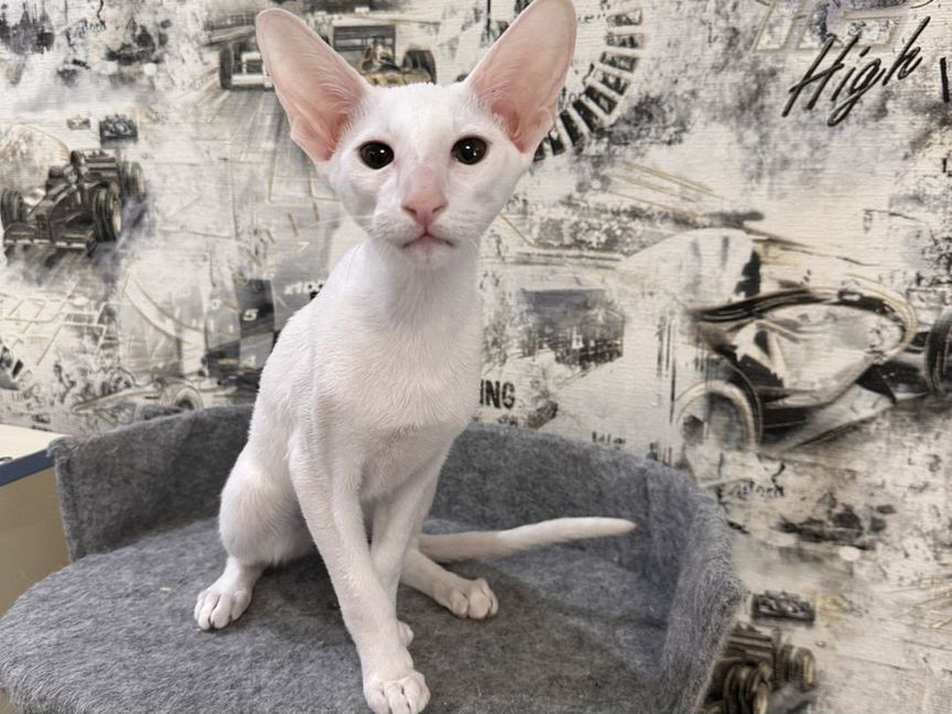 Ориентальные котята