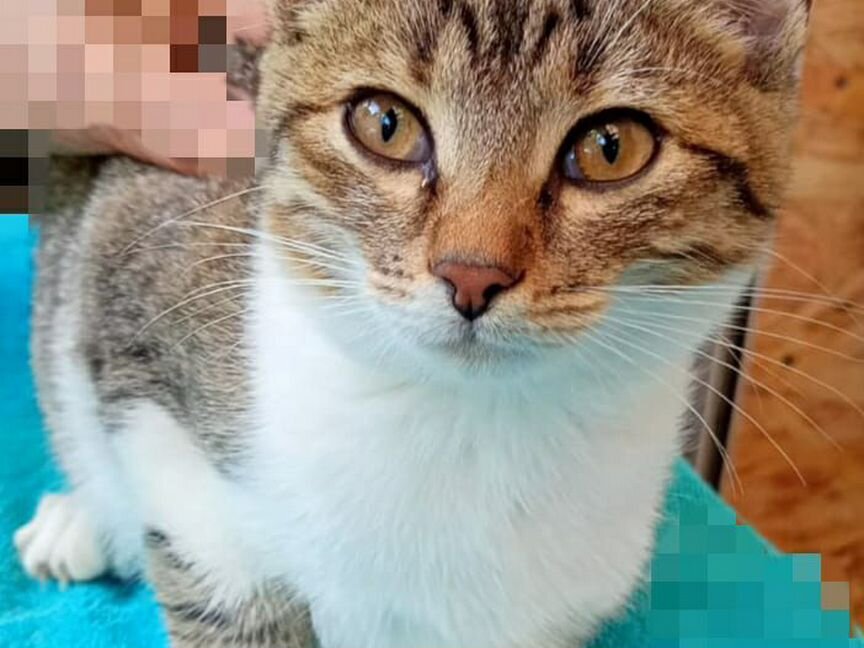 Котёнок Милаша