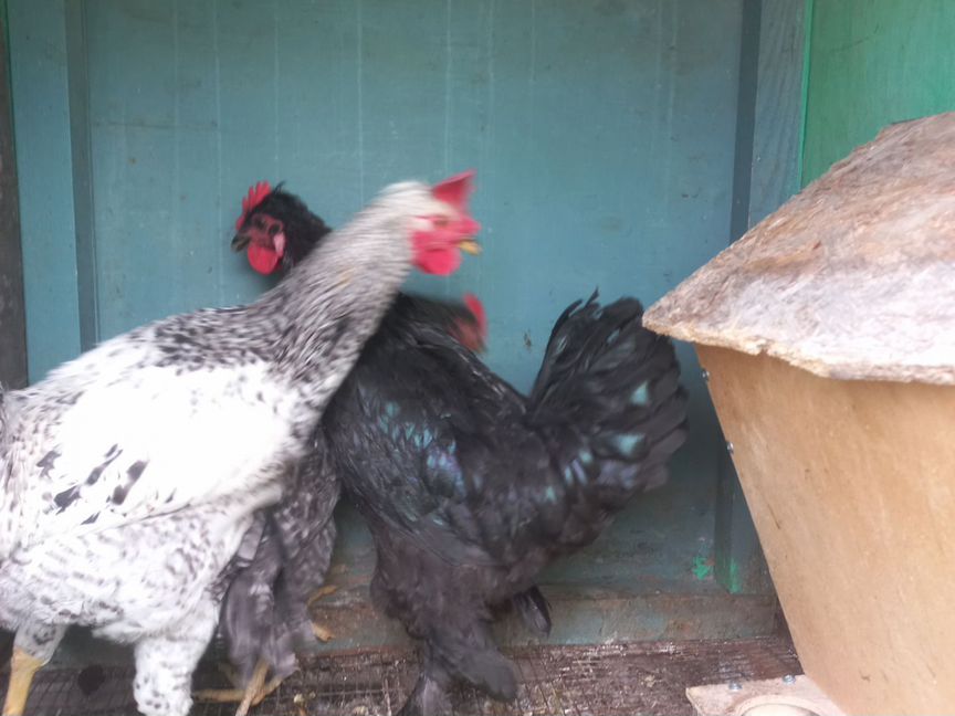 Молодые петухи