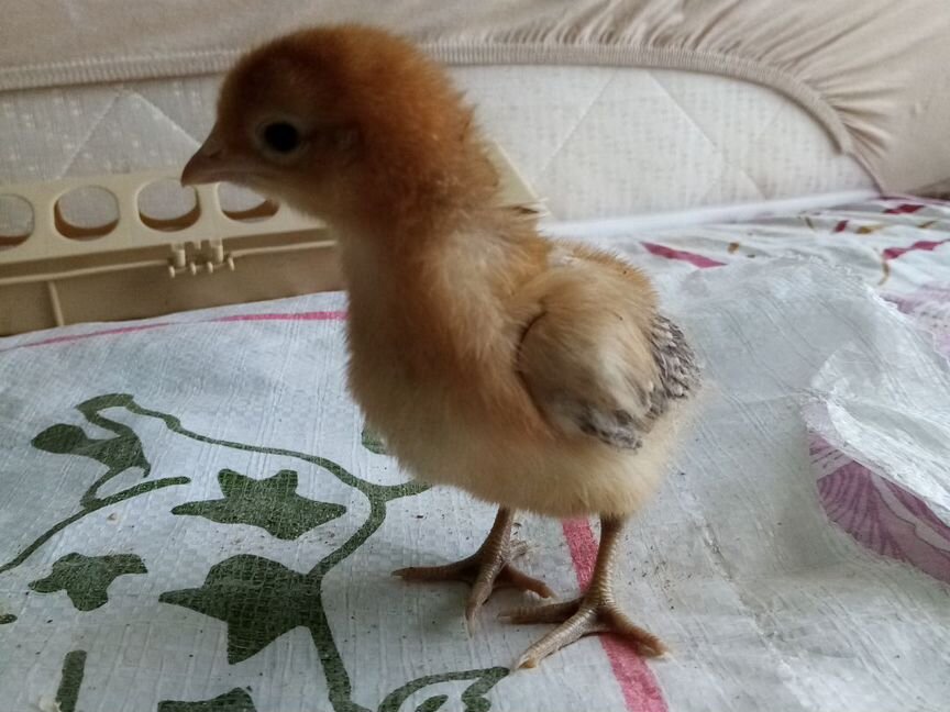 Цыплята индюшата