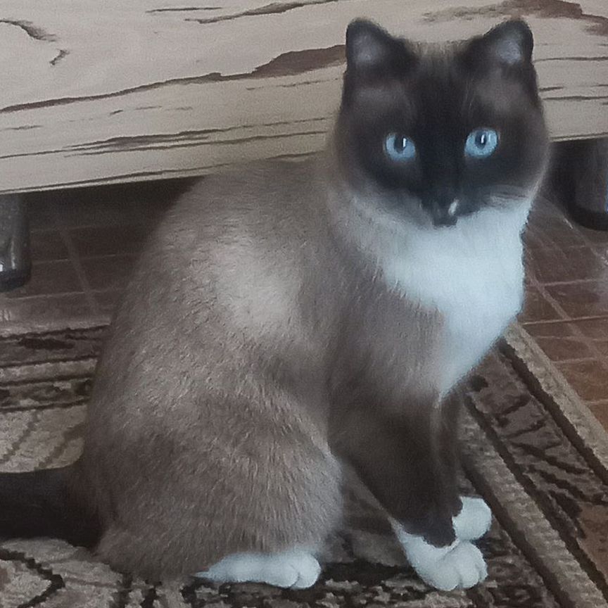 Сиамская, взрослая кошка