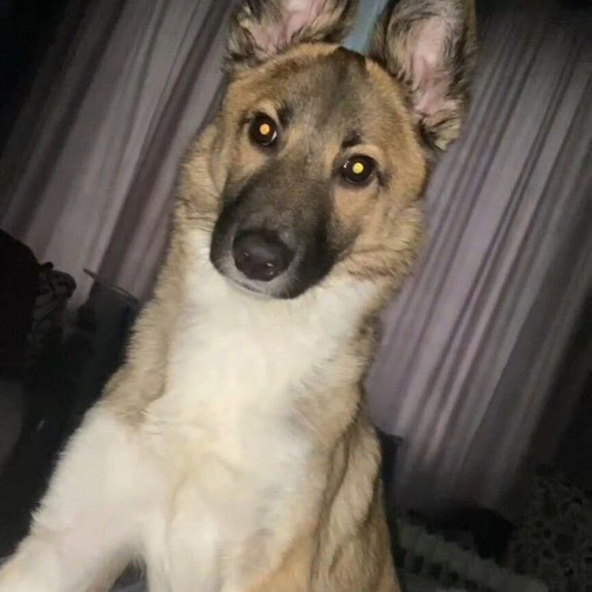 Щенок в добрые руки