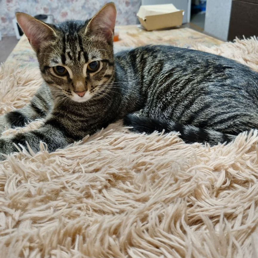 Милый котик ищет дом