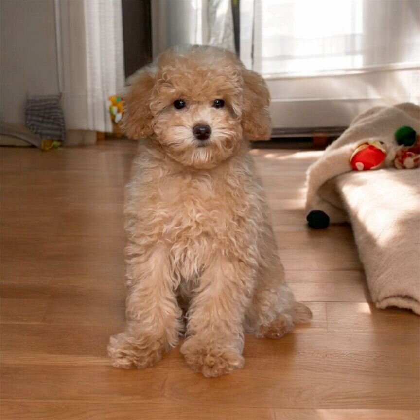 Той пудель абрикос щенки