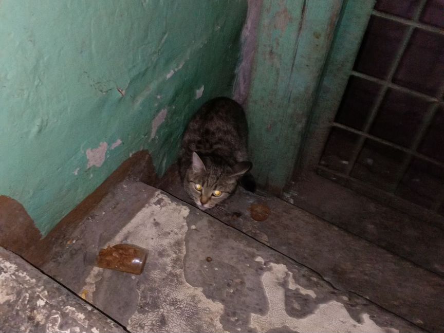 Котики бесплатно в добрые руки, дворняшка