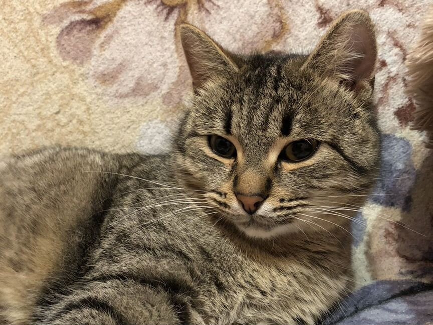 Найдет котик