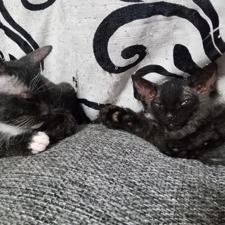 Отдам в добрые руки