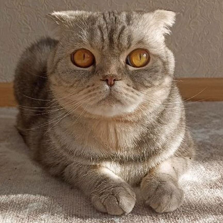 Кошки в добрые руки, породистые