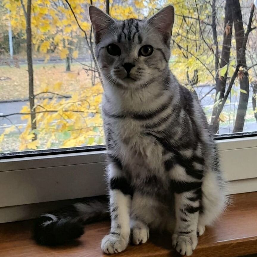 Манчкин, взрослый кот