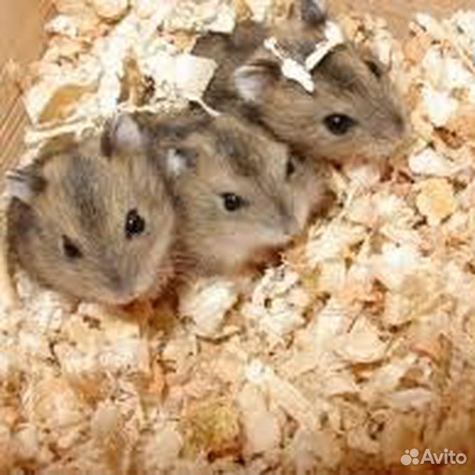 Отдам в добрые руки хомячка