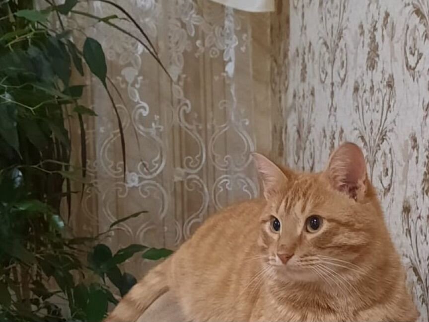 Рыжий красавец в добрые руки