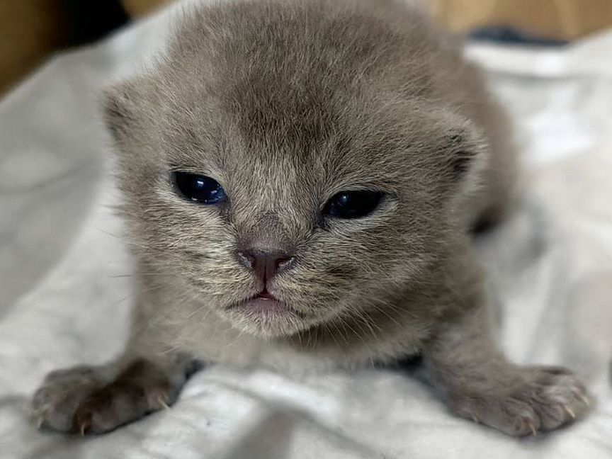 Бурманские котята