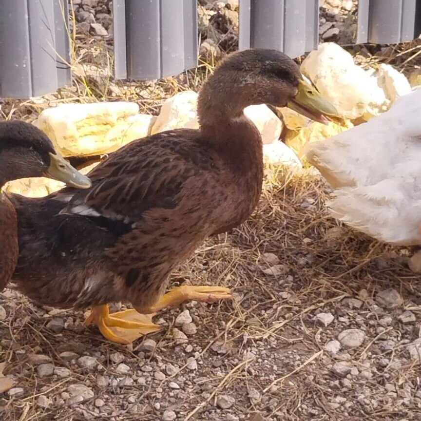 Бройлерные утки