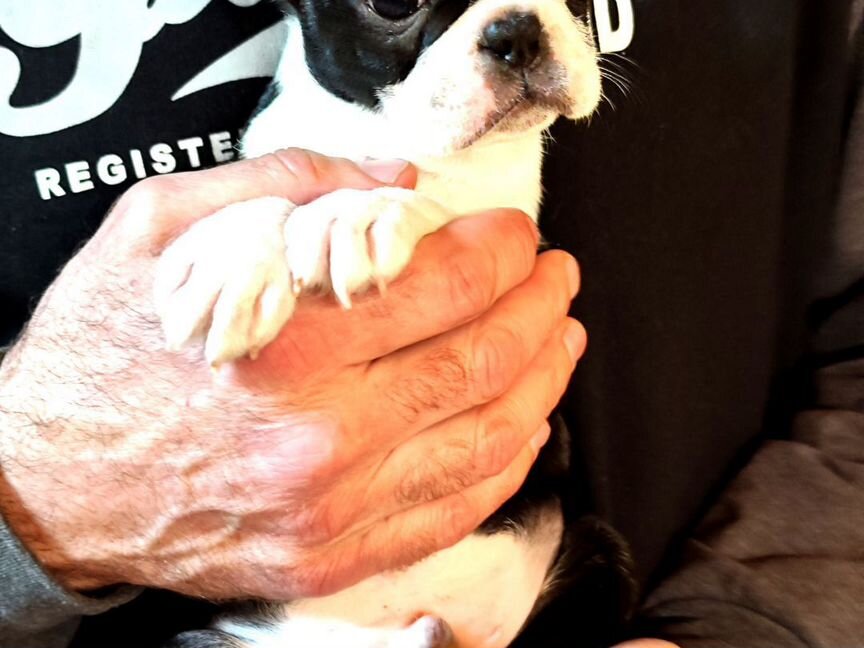 Мальчик Бостон терьер