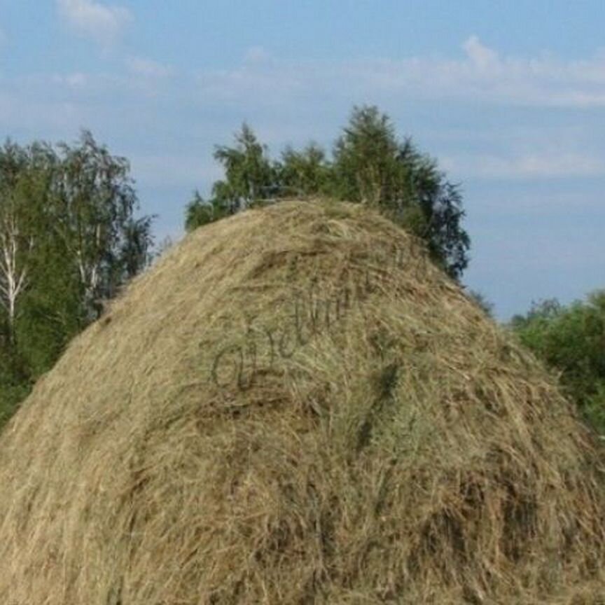 Продам сено