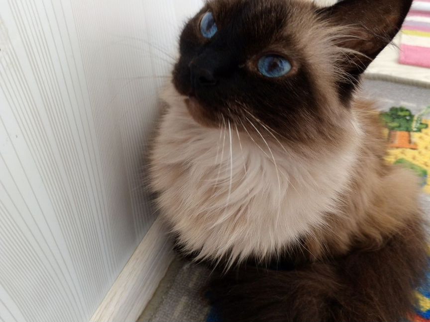 Кошка