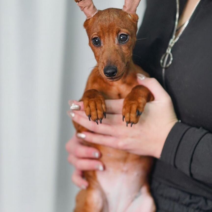 Щенки цвергпинчера