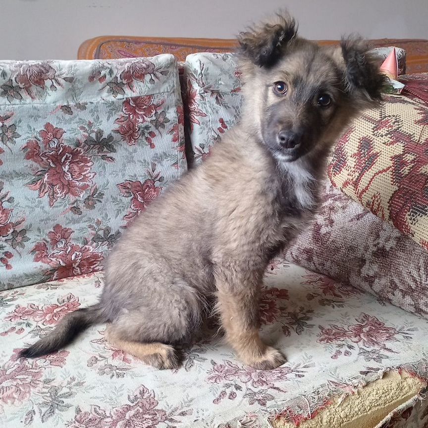 Отдам в добрые руки