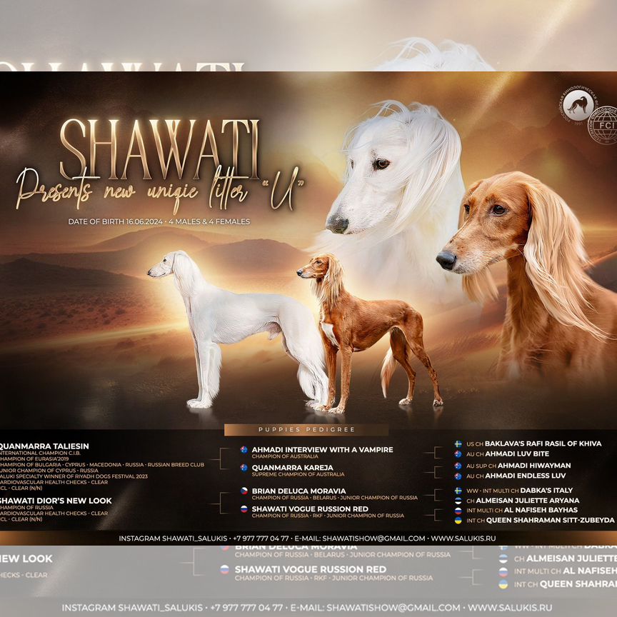 Салюки или персидская борзая