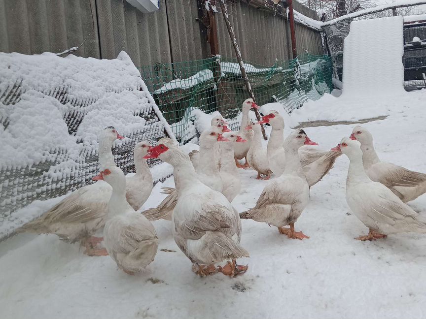 Индоутки белые