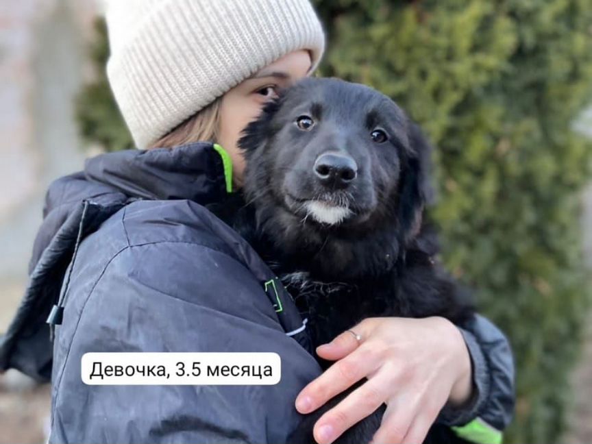 Щенки замерзают