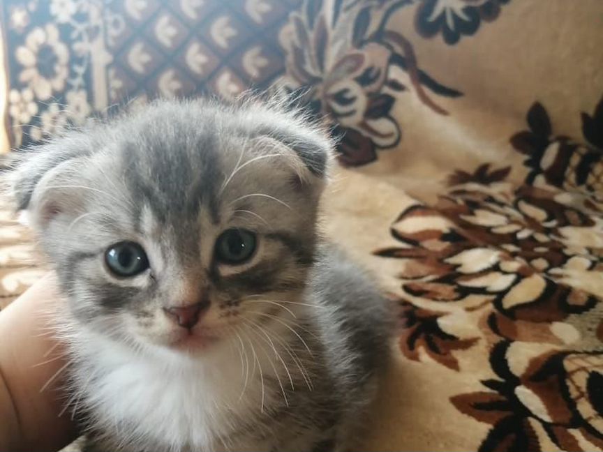 Шотландские котята