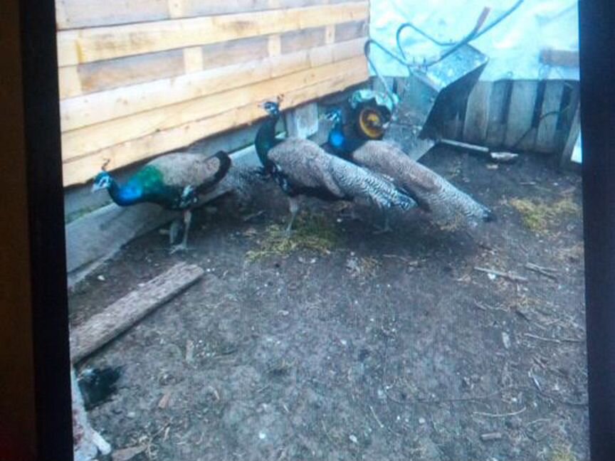 Павлин индийский и белый